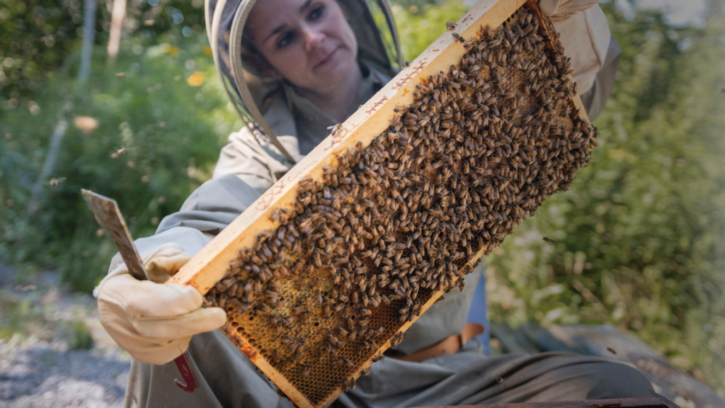 Pollen Nation Farm - CBDC